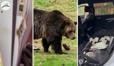 Grizzly Bear Attack in Bella Coola: Two Students Critical